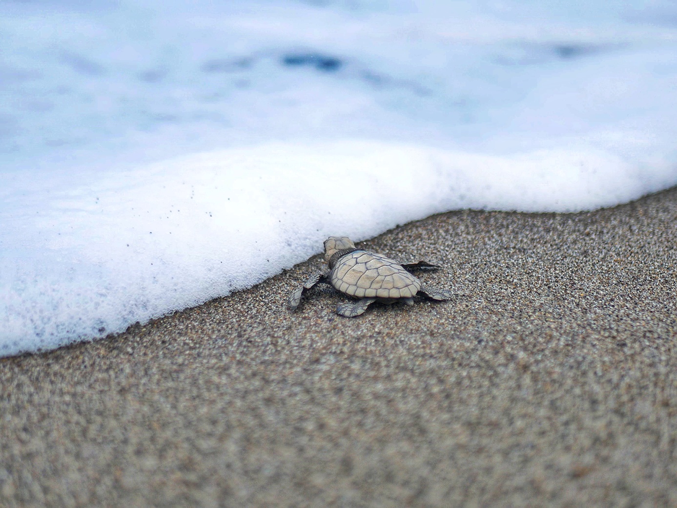 Donate – Project CURMA | Sea Turtle Conservation in the Philippines