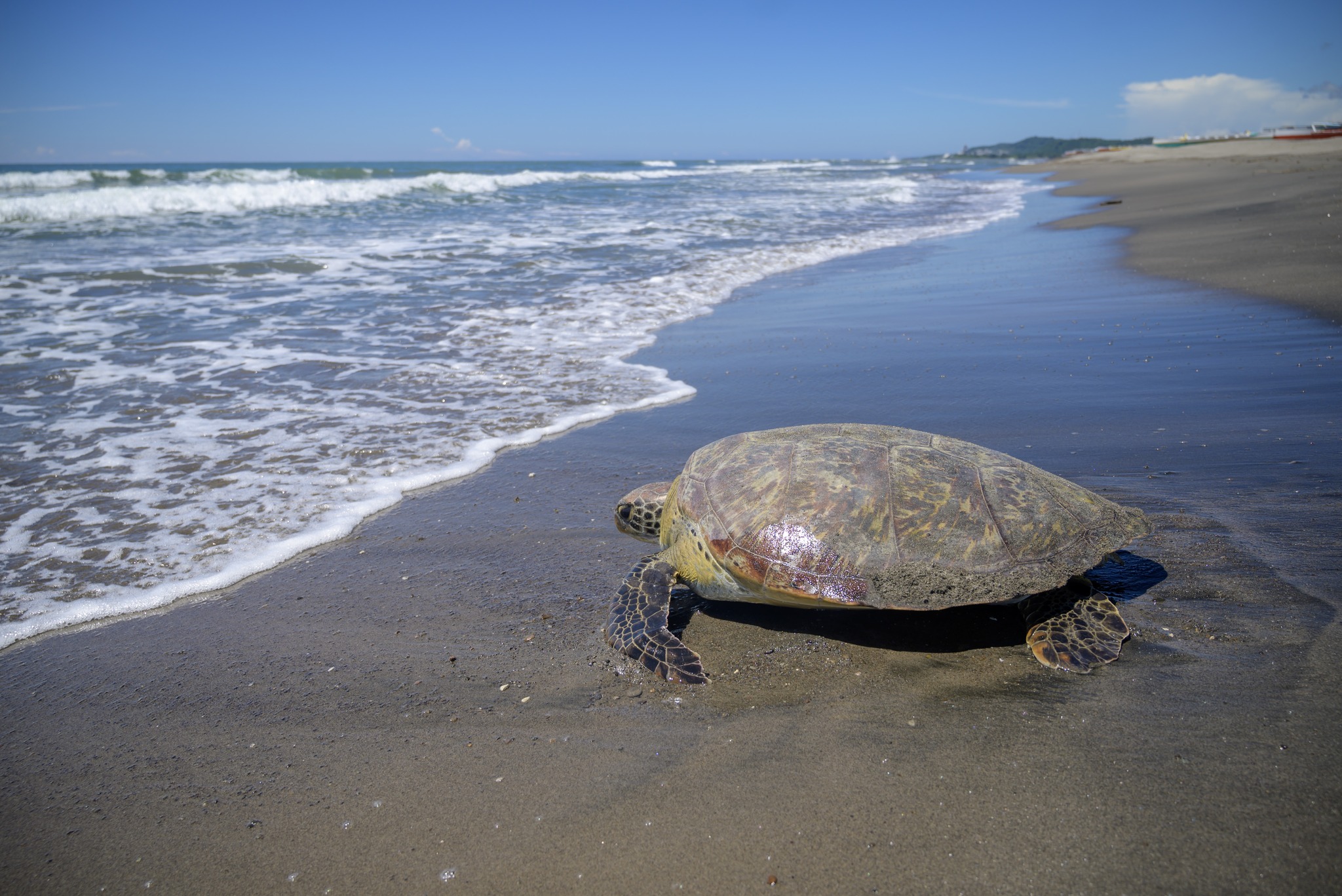 CURMA and local Fisherman rescue and release green sea turtle ‘Milos ...